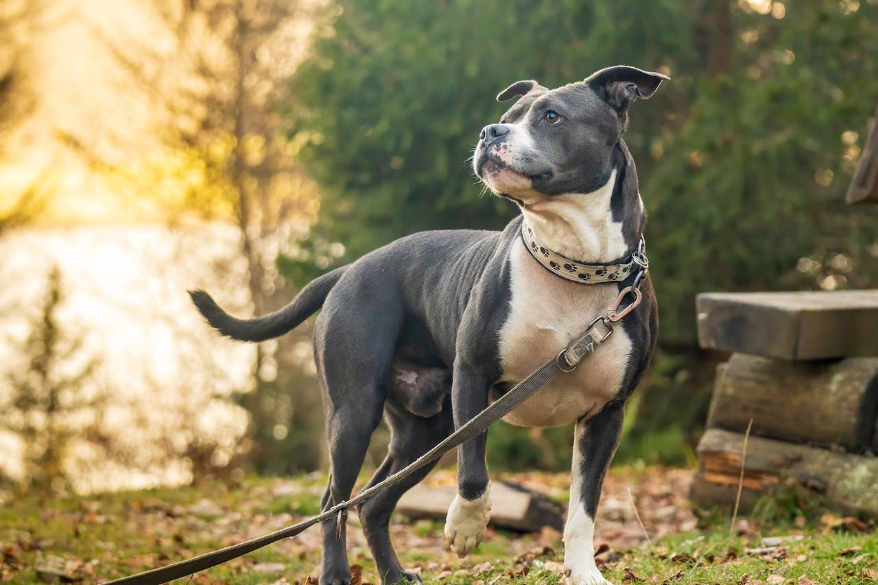 31 Terrier Dog Breeds—The Ultimate List of Terriers to Love - Parade Pets