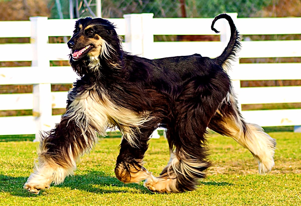 31 Fastest Dog Breeds in the World - Parade Pets