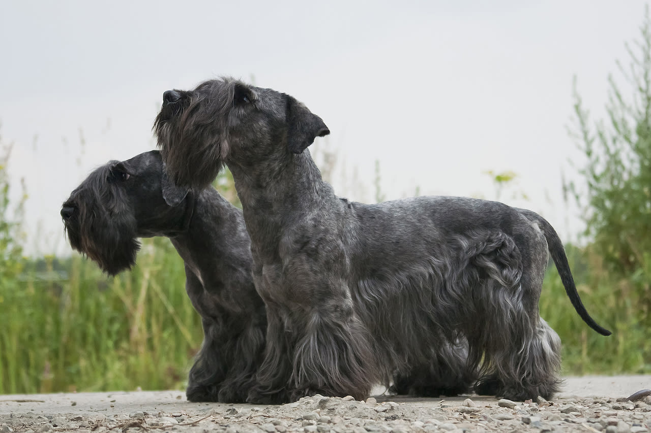 31 Terrier Dog Breeds—The Ultimate List of Terriers to Love - Parade Pets