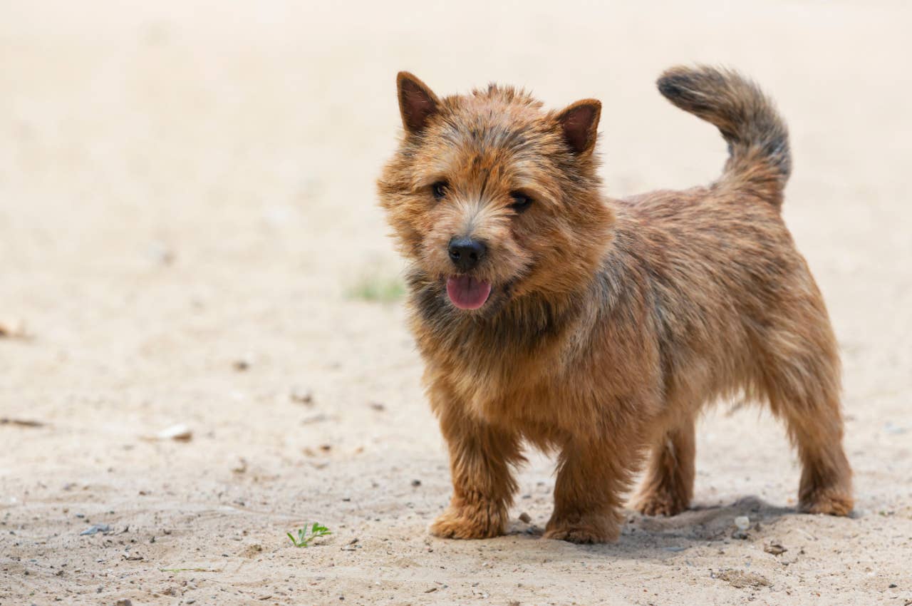 31 Terrier Dog Breeds—The Ultimate List of Terriers to Love - Parade Pets