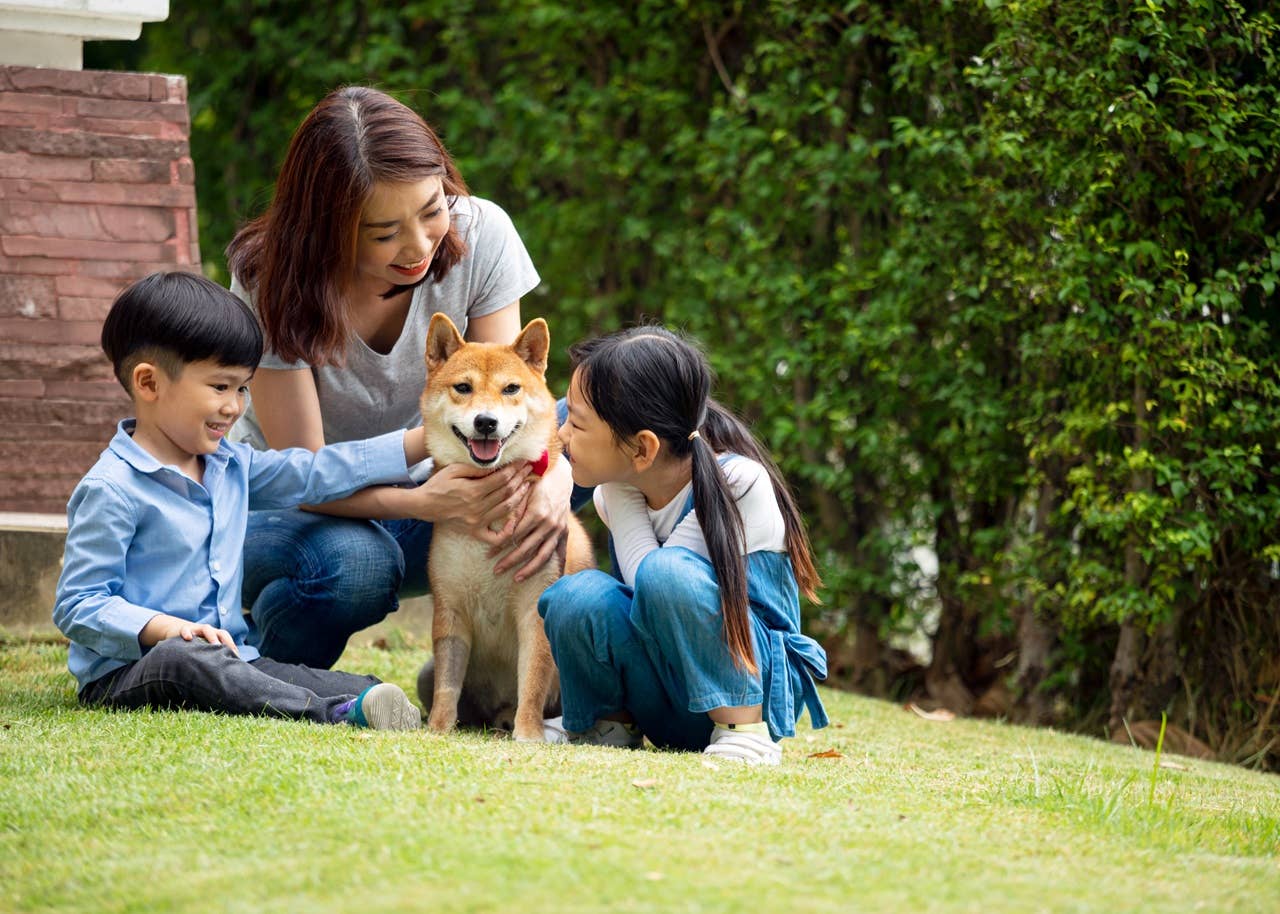 7 Shy Dog Breeds, According to Experts - Parade Pets