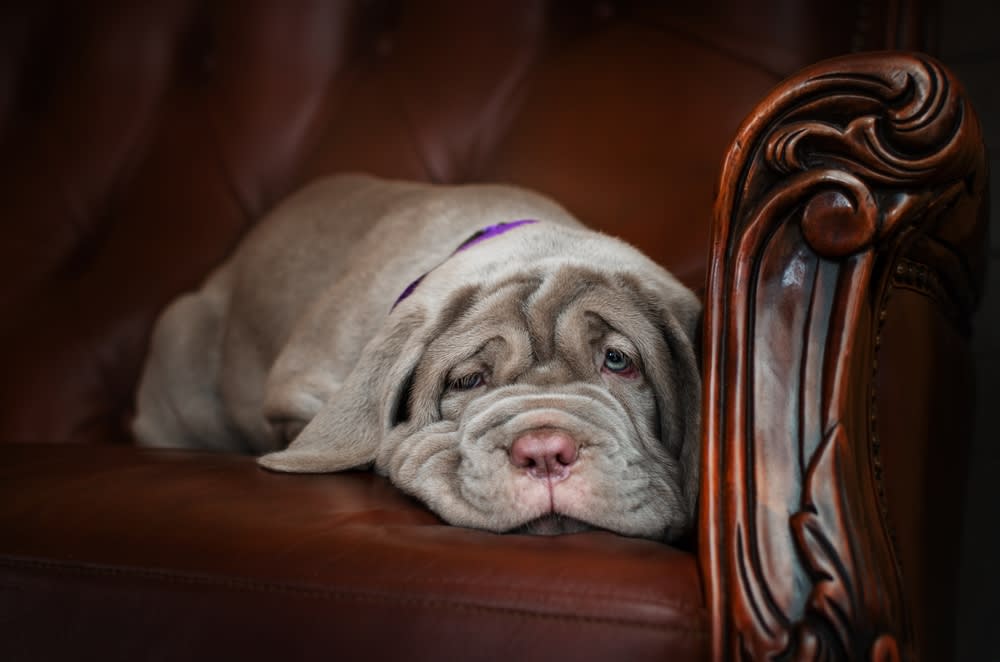 Moment Mastiff Puppy Finally 'Defeats' the Couch Has Everyone Cheering ...