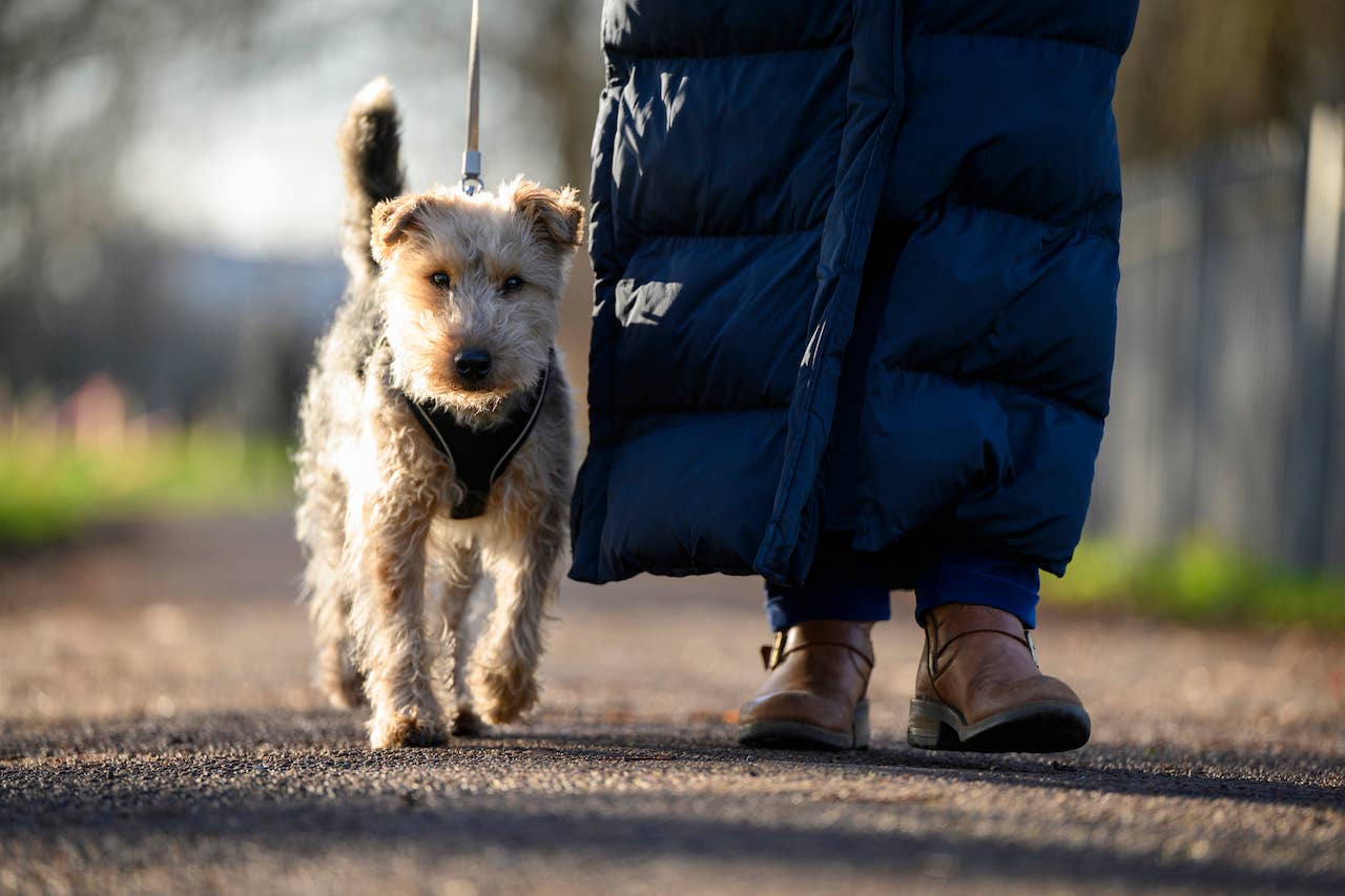 31 Terrier Dog Breeds—The Ultimate List of Terriers to Love - Parade Pets
