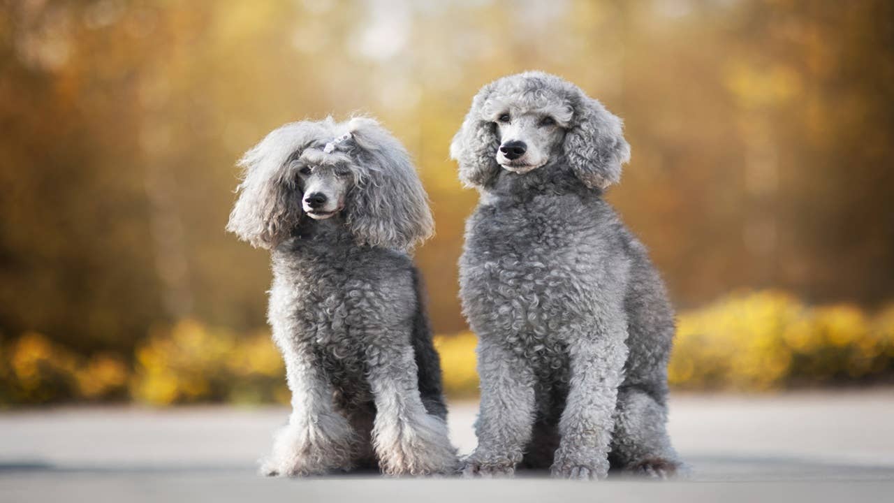Beautiful Dog Breeds, According to Experts - Parade Pets