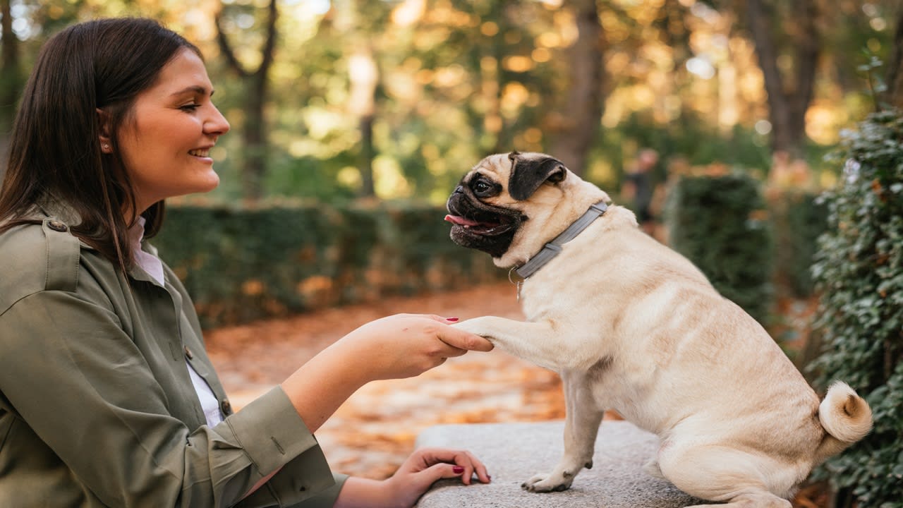 3 Easy Dog Tricks and Their Benefits, According to an Expert - Parade Pets