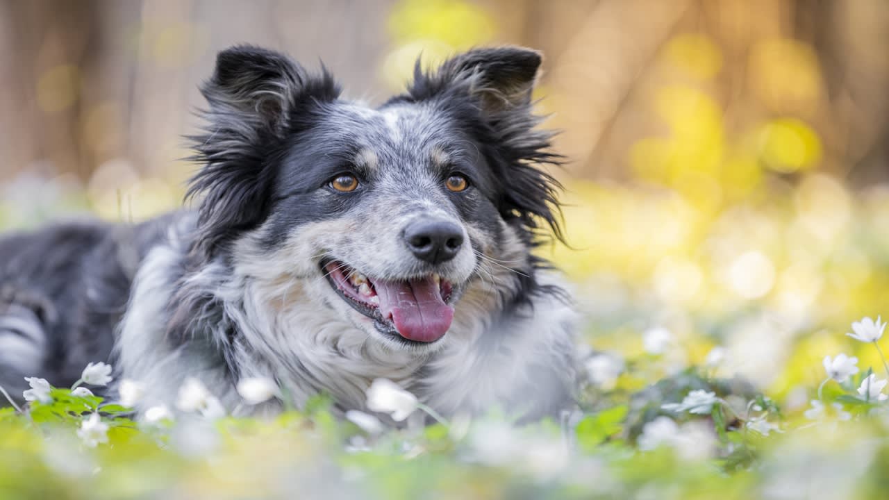 4 Types of Collie Dog Breeds, According to Experts - Parade Pets