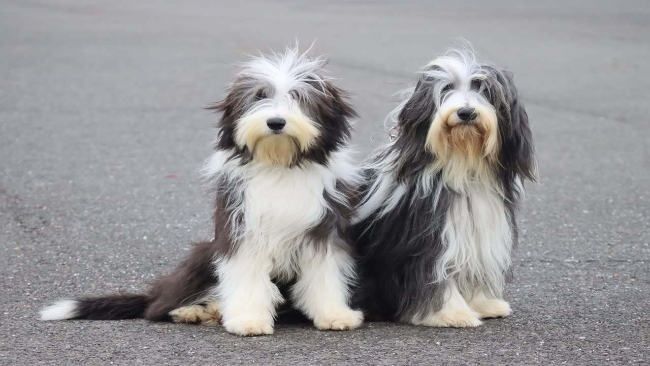 4 Types of Collie Dog Breeds, According to Experts - Parade Pets