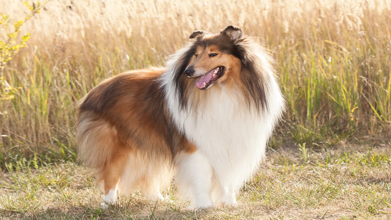 4 Types of Collie Dog Breeds, According to Experts - Parade Pets
