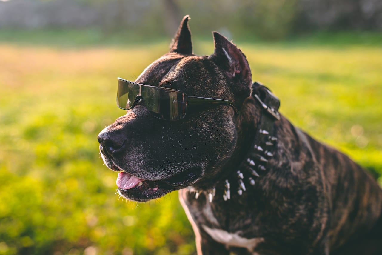 360 Pit Bull Names That Are Perfect for Powerful Pups - Parade Pets