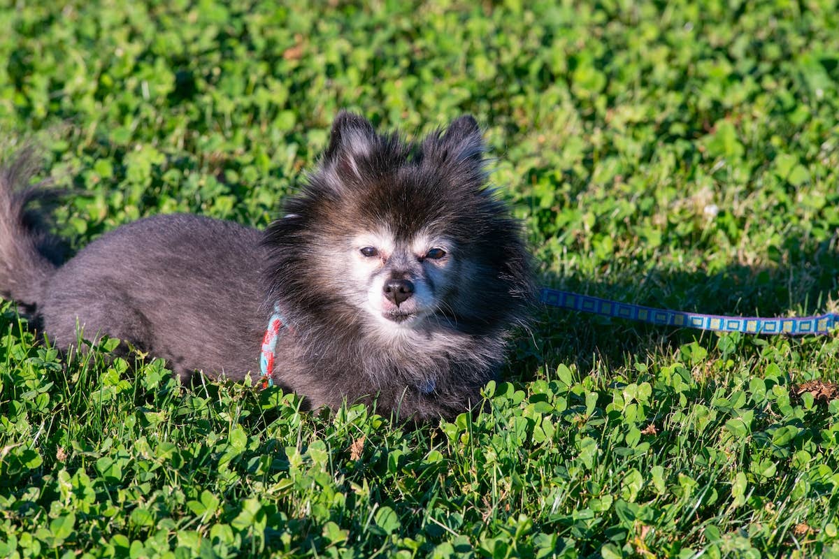 Precious Pomeranian Foster Named 'Tumbleweed' Looks Like a Baby ...