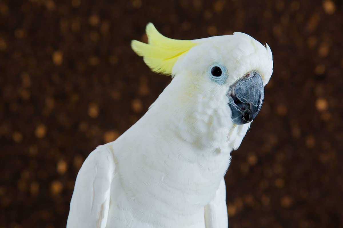 Cockatoo Cracking Up at His Own Jokes Is a True Comedian - Parade Pets