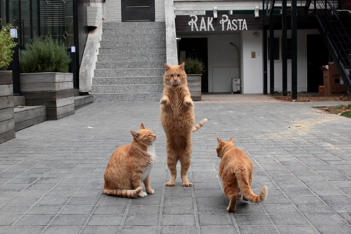 House That Came With ‘16 Garfields’ Is a Cat Lover’s Dream - Parade Pets