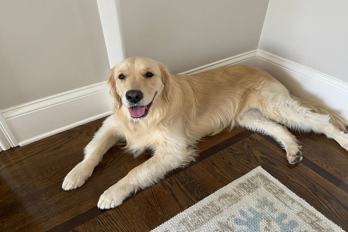 Golden Retriever 'Breaks Sound Barrier' in Speedy Sonic Staircase Stomp ...
