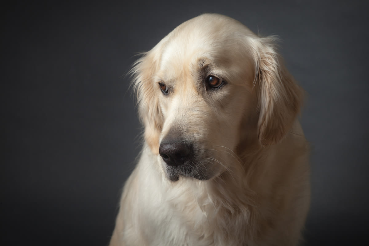 Golden Retriever’s Halloween Costume Turns Her Into the Saddest ...