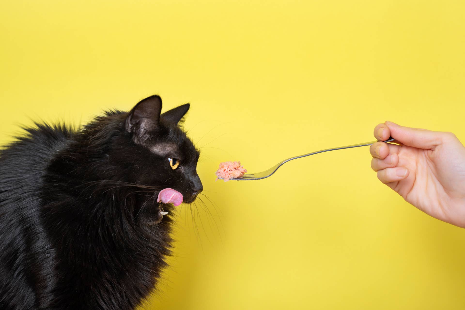 Your Cat Will go Crazy For This Simple Tunatini - Parade Pets