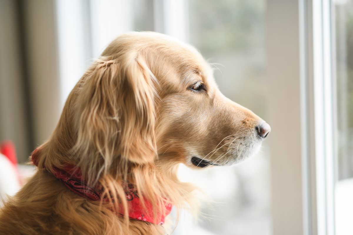 Golden Retriever Protects His Family From High-Rise Window - Parade Pets