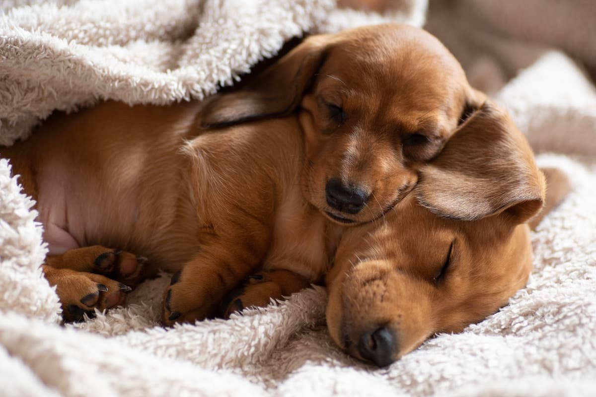 Scared Rescue Dachshund’s Gives New Mom Brave Look of Love - Parade Pets