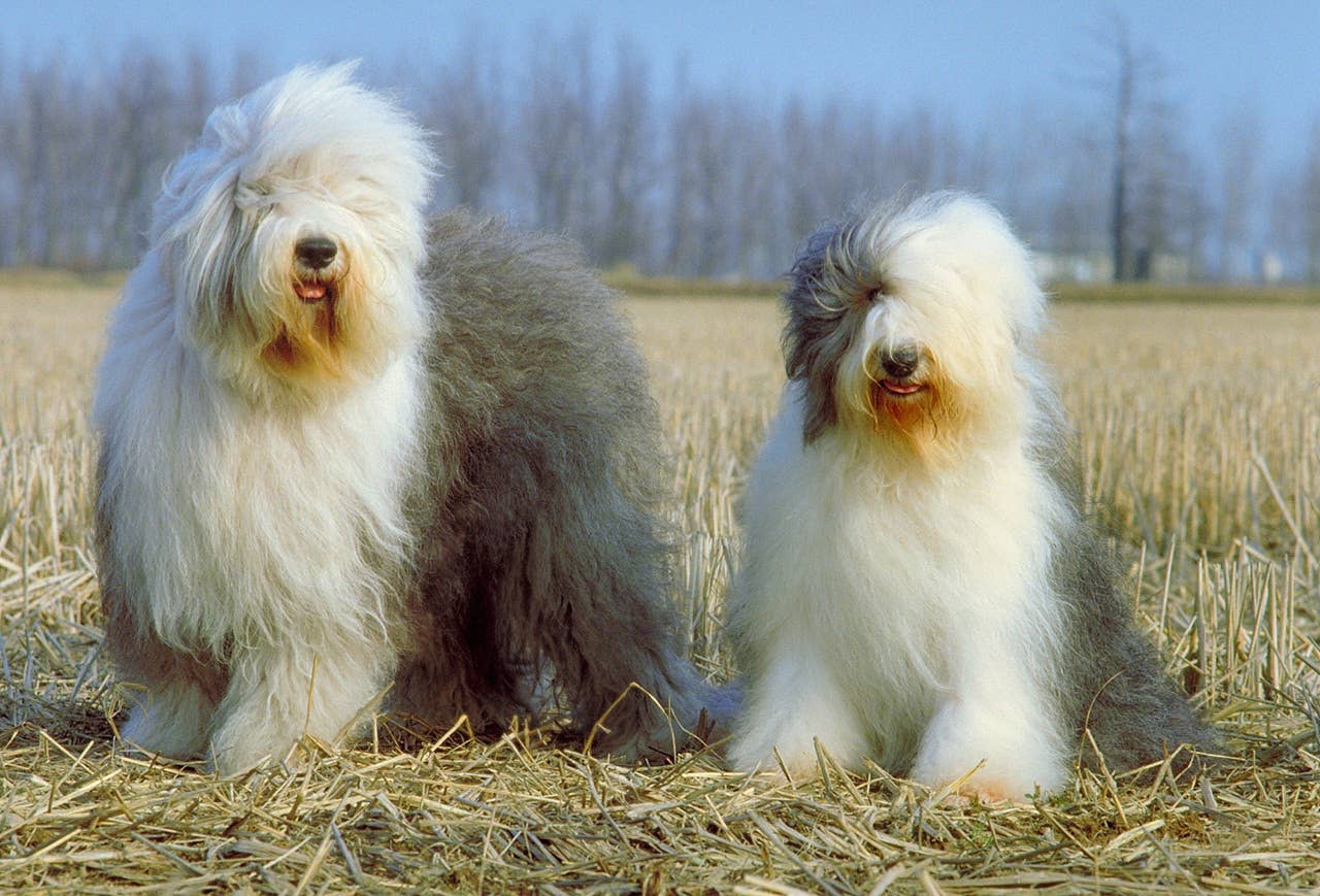6 Shaggy Dog Breeds That Wrap You in Warmth, Say Experts - Parade Pets