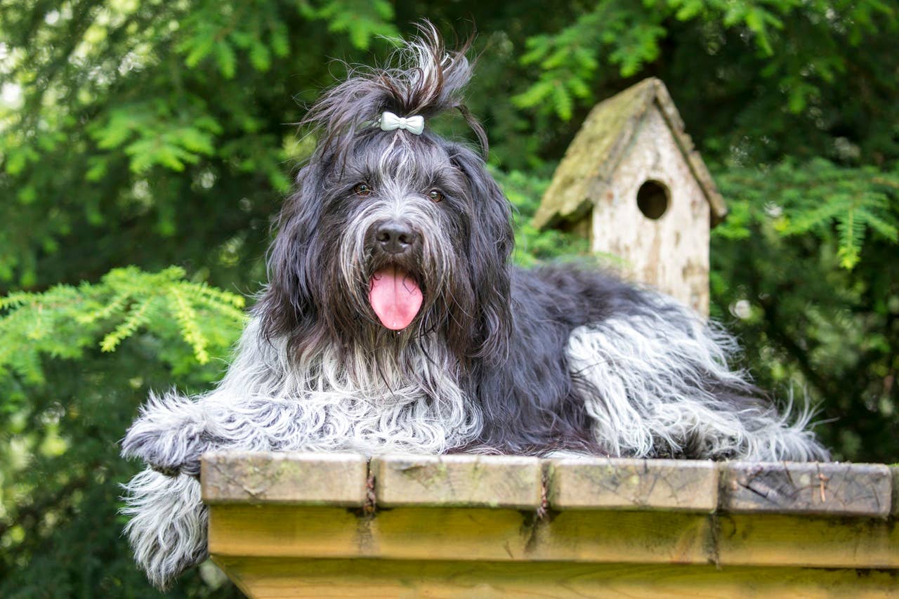 6 Shaggy Dog Breeds That Wrap You in Warmth, Say Experts - Parade Pets