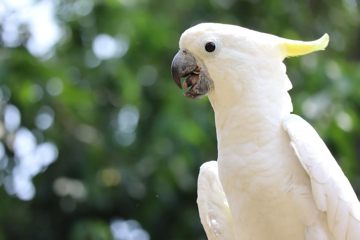 Friendly Cockatoo Greets Neighbors on Morning Walk With Most Precious ...
