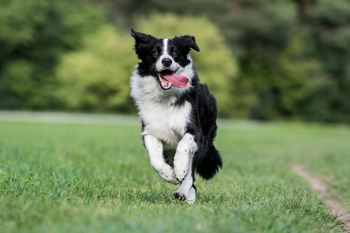 border collie gold