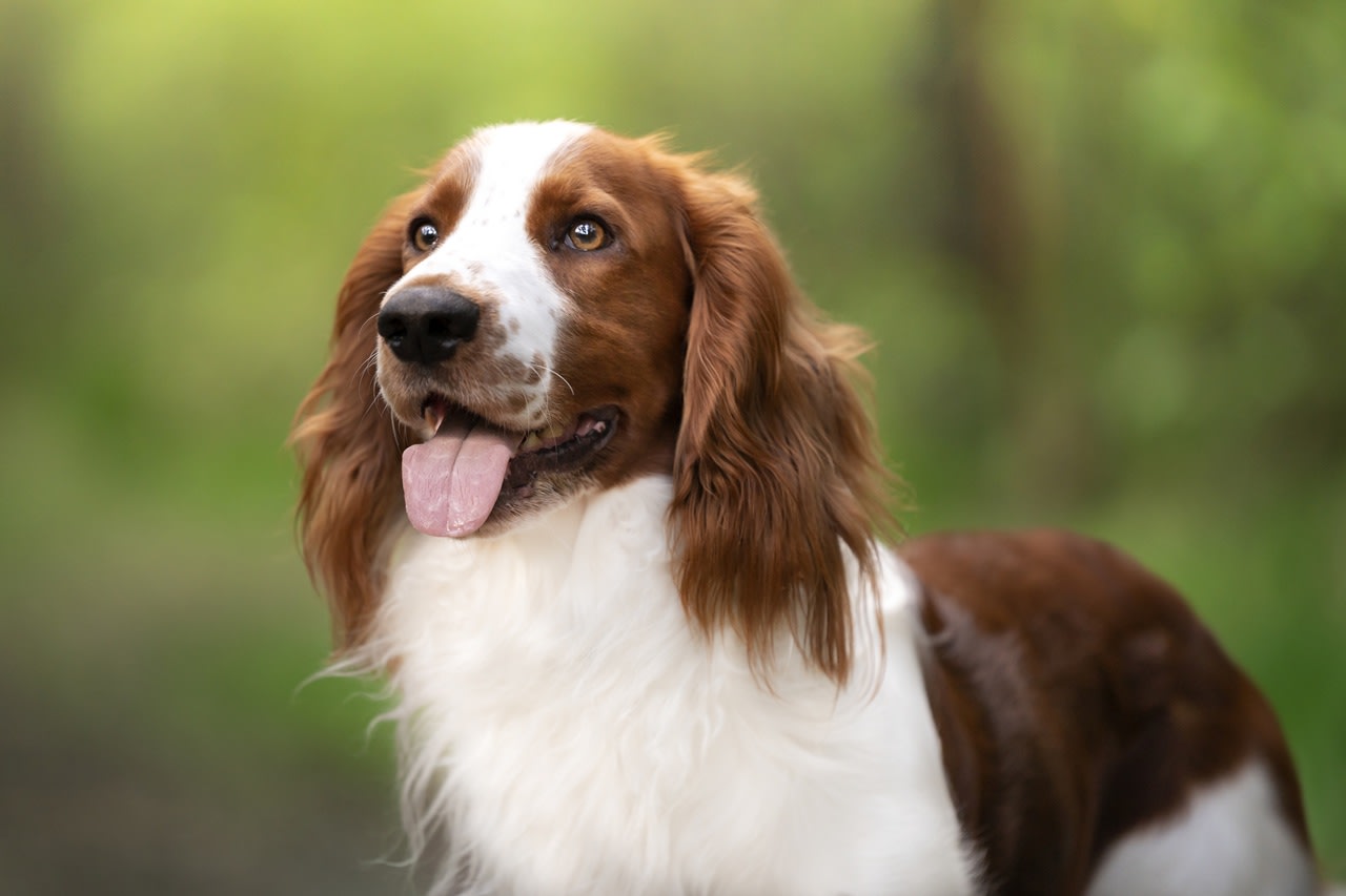 6 Types of Spaniels Who Will Instantly Love You, Experts Say - Parade Pets