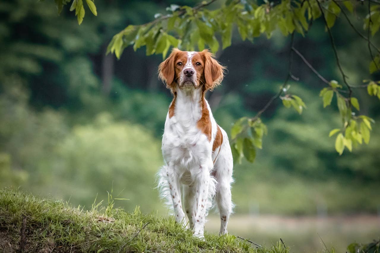 6 Types of Spaniels Who Will Instantly Love You, Experts Say - Parade Pets