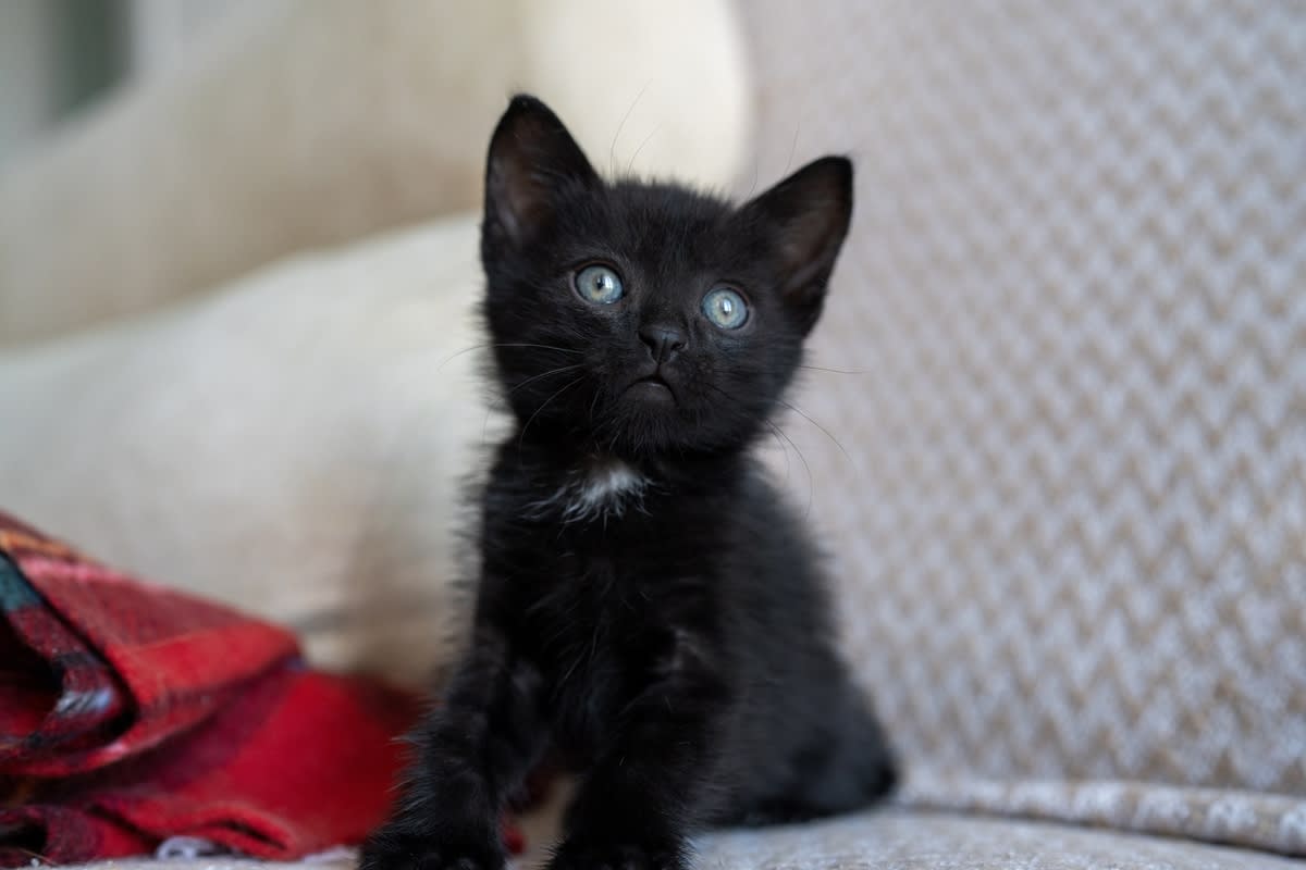 Wobbly Black Kitten 'Smaller Than Soda Can' Reaches Adorable 'Banana ...