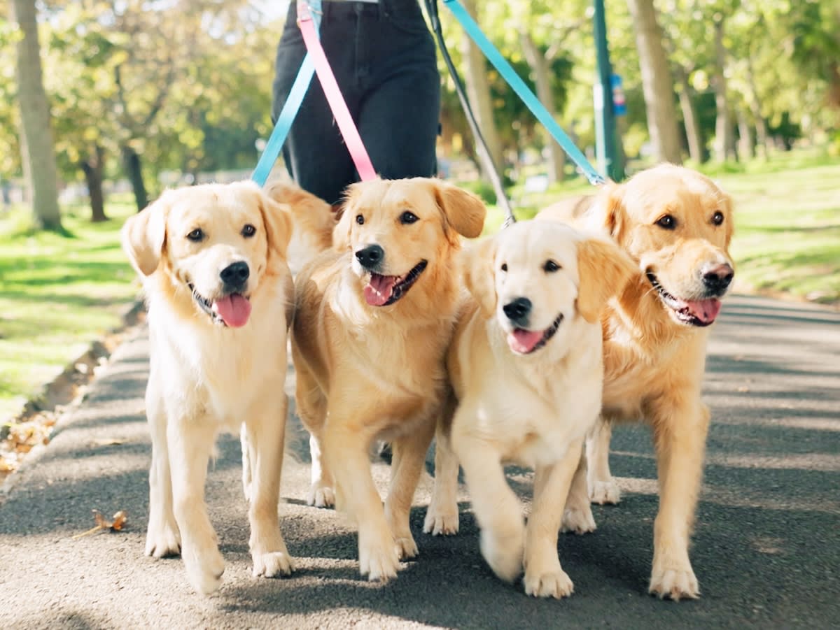 Golden Retriever Walks Into Golden Breed Meetup With So Much Joy ...