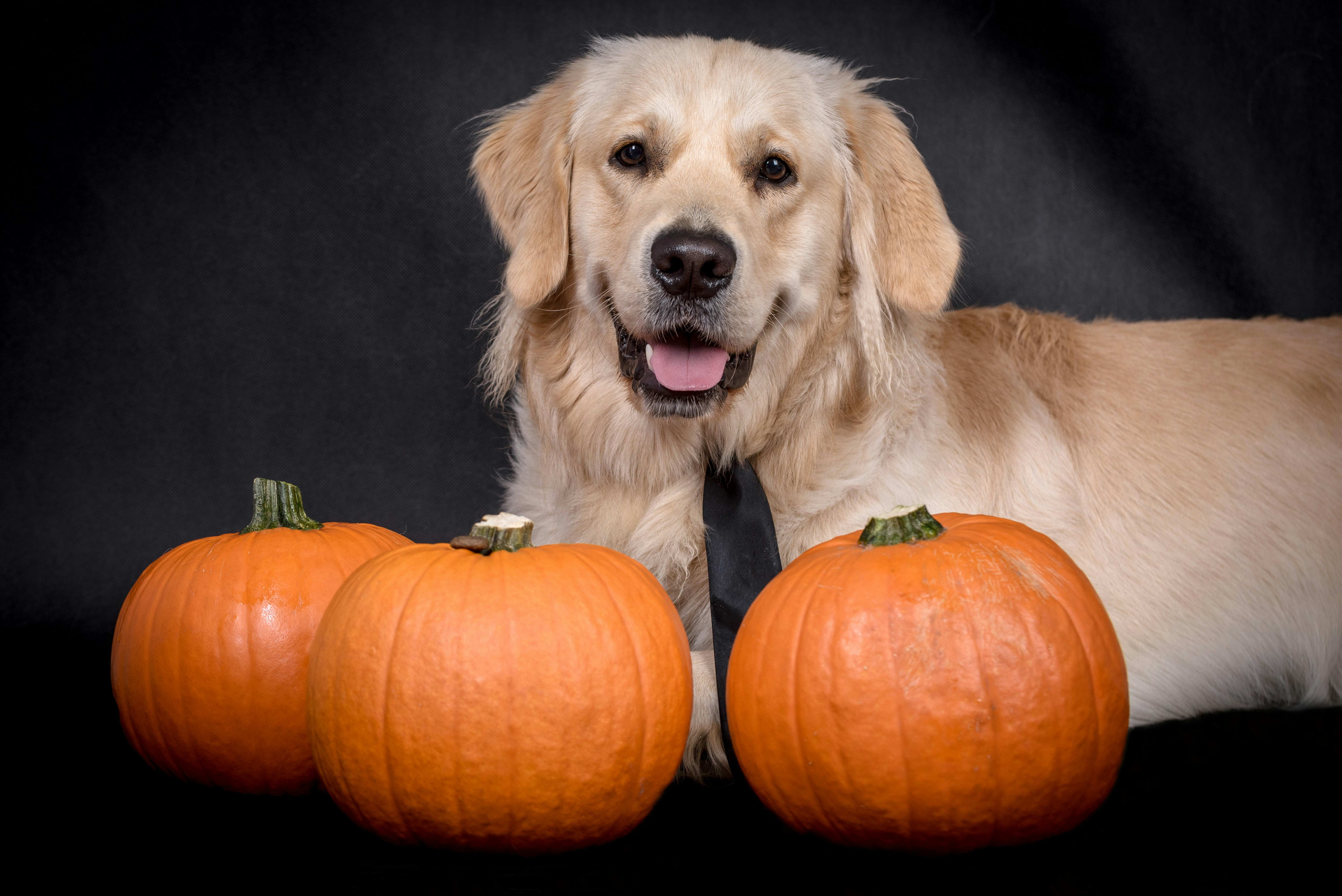 'Menace' Golden Retriever Duo Steals Mom's Groceries Like the Cutest ...