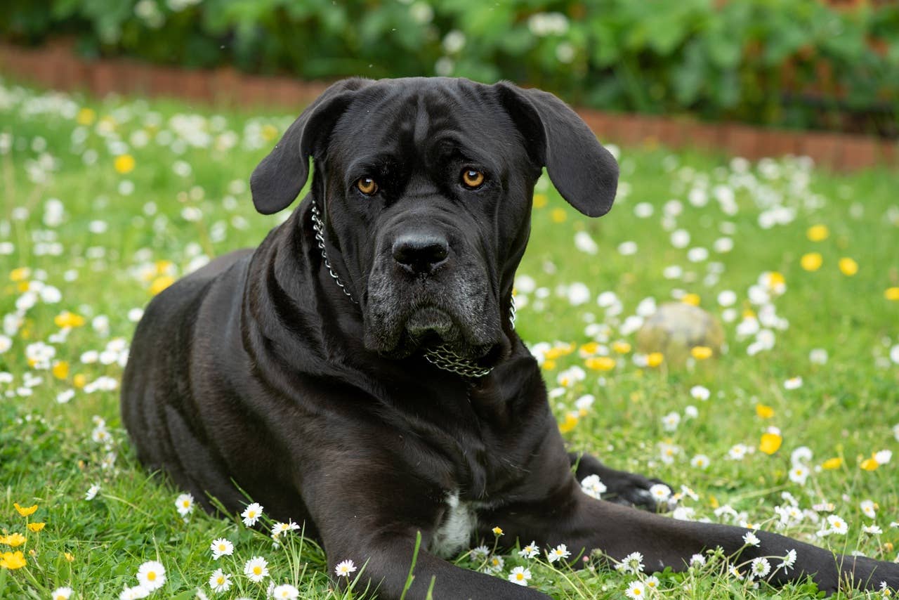7 Majestic Dog Breeds, According to Vets - Parade Pets