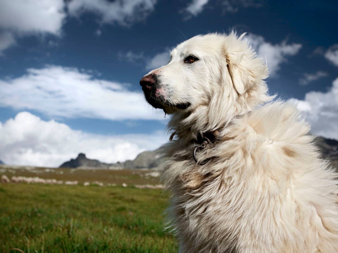 7 Majestic Dog Breeds, According to Vets - Parade Pets