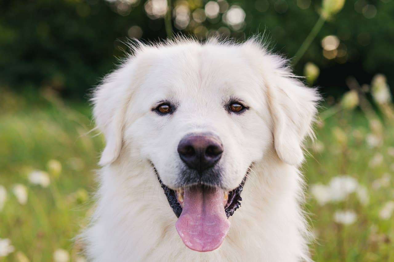 7 Majestic Dog Breeds, According to Vets - Parade Pets