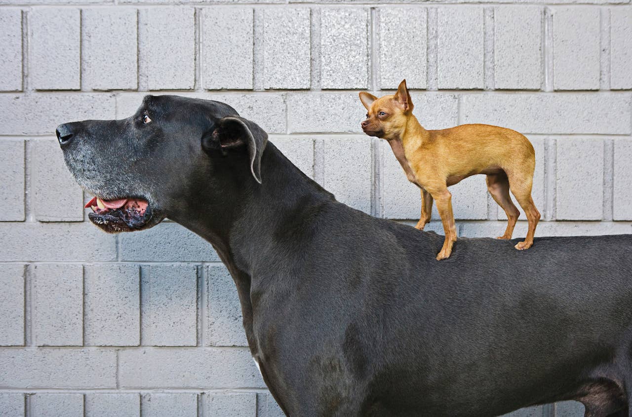 The 15 Biggest Dog Breeds in the World - Parade Pets