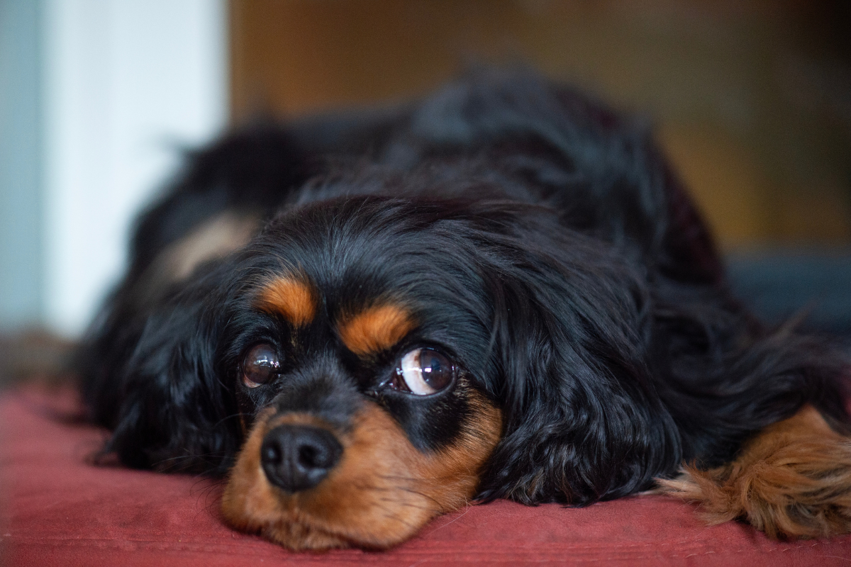 Grumpy King Charles Cavalier Spaniel Loses It After Mom Dares To Run to ...