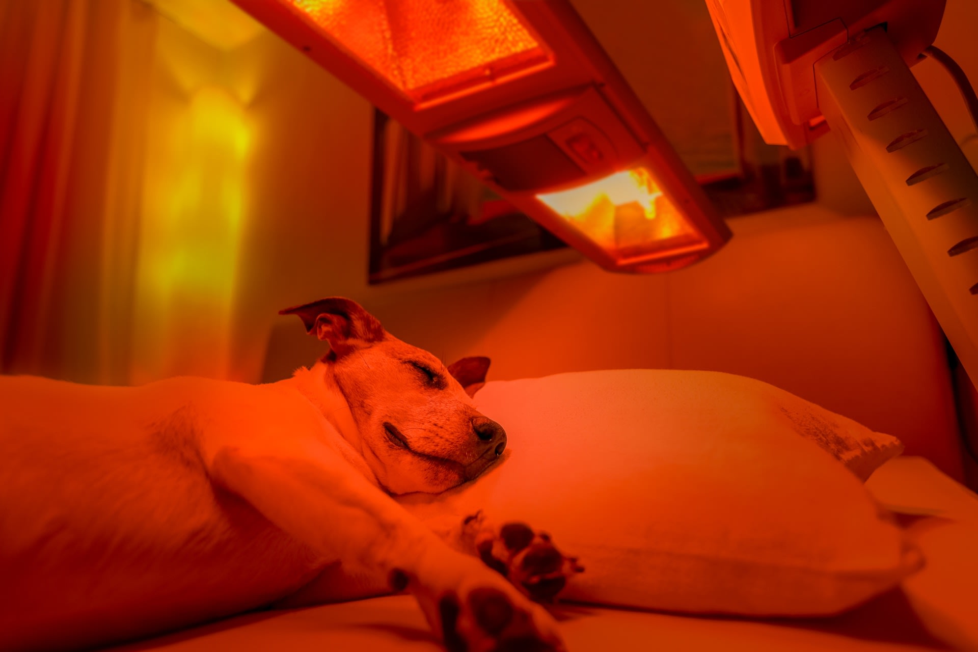 Is Red Light Therapy Safe for My Dog? A Vet Explains - Parade Pets