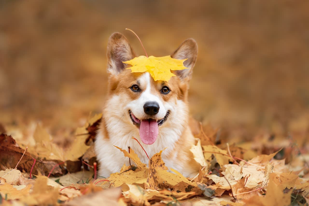 200+ Fall Dog Names That Are Cute, Unique and Seasonal - Parade Pets
