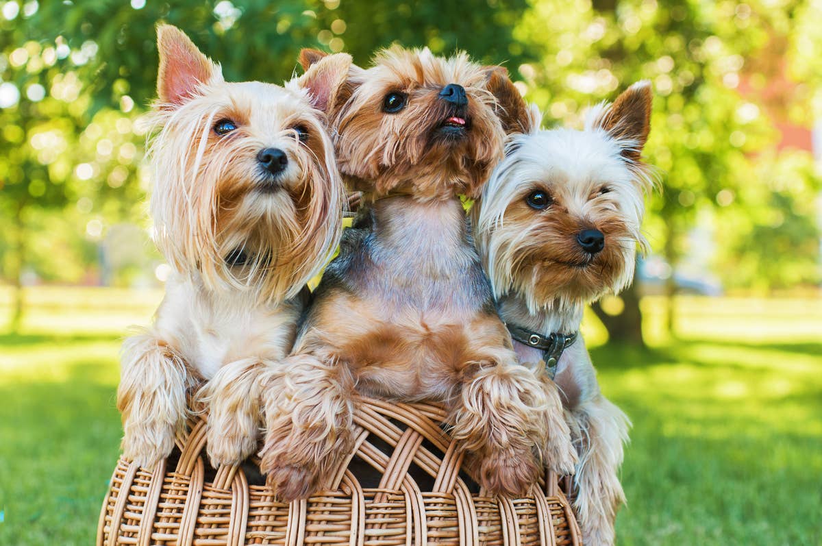 A ‘Witch’s Coven’ of 10 Yorkies Is the Halloween Magic You Need ...