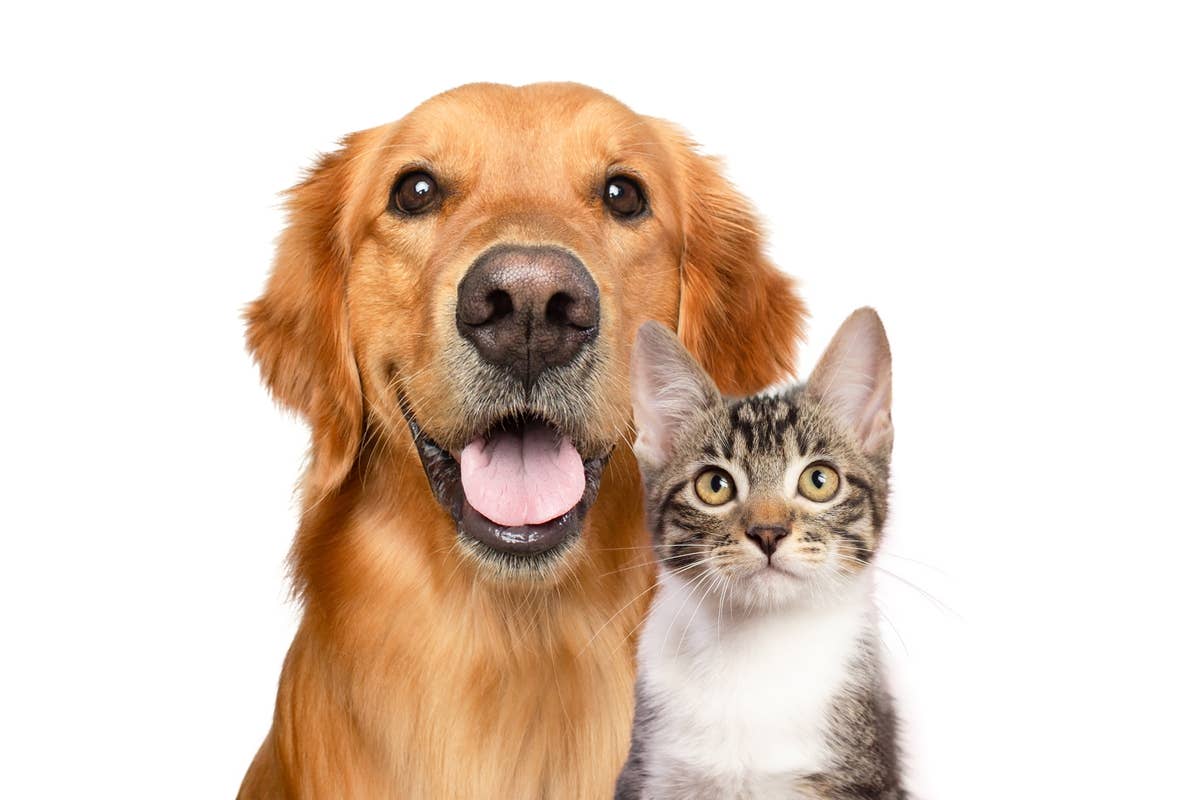 Hesitant Golden Retriever Sweetly Accepting Kisses From Cat Is the ...