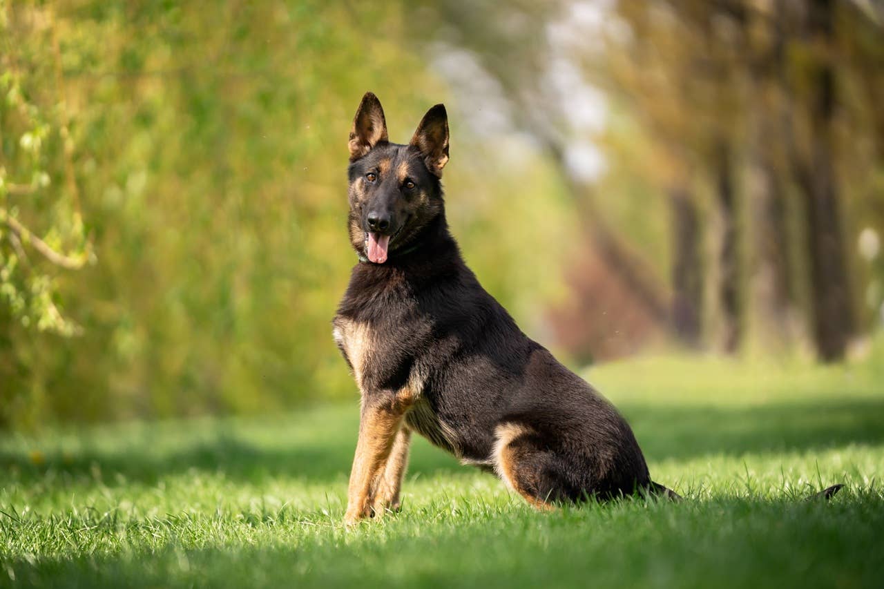 Dog Breeds That Start with 'B' Who Are Loyal to the Bone - Parade Pets