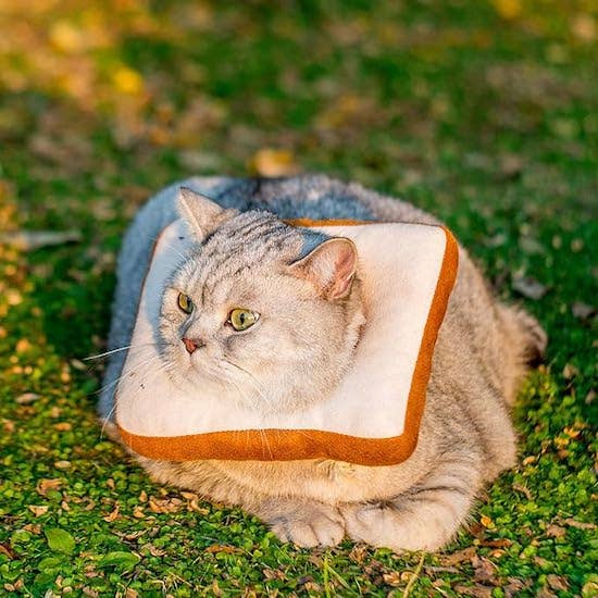 30 Best Halloween Costumes for Cats This Spooky Season - Parade Pets