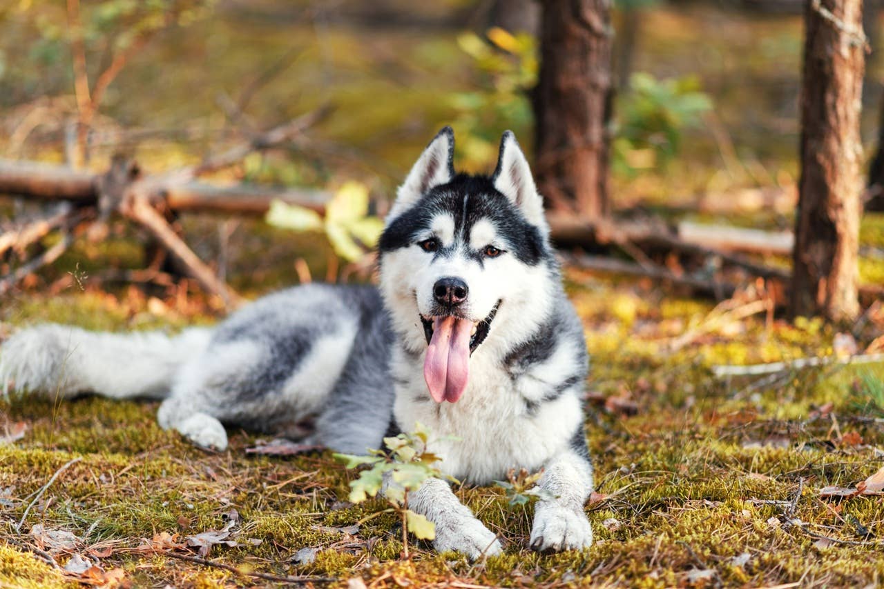 7 Russian Dog Breeds That’ll Make You Say “Aww," Via Experts - Parade Pets