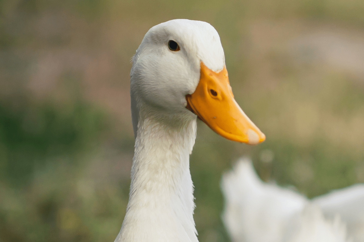 Loving Duck Gives Mom the Sweetest Cuddles After She Returns From ...