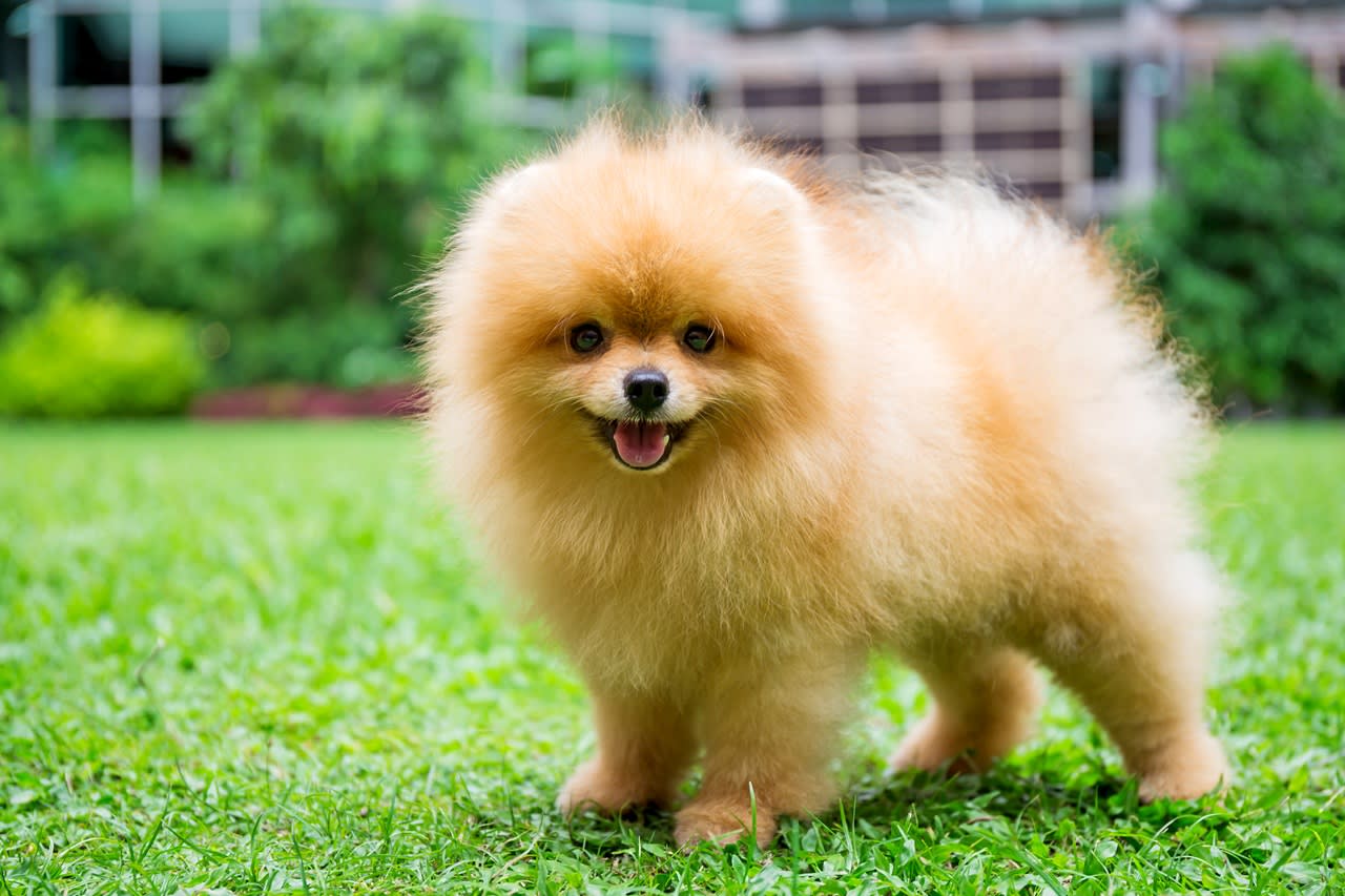 5 Spunky Dog Breeds Born to Be Your Sidekick, Experts Say - Parade Pets