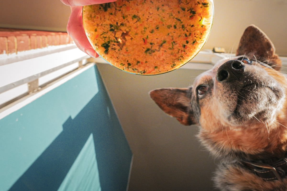 Blue Heeler ‘Hits the Jackpot’ in the Drive-Thru and His Moves Are So ...