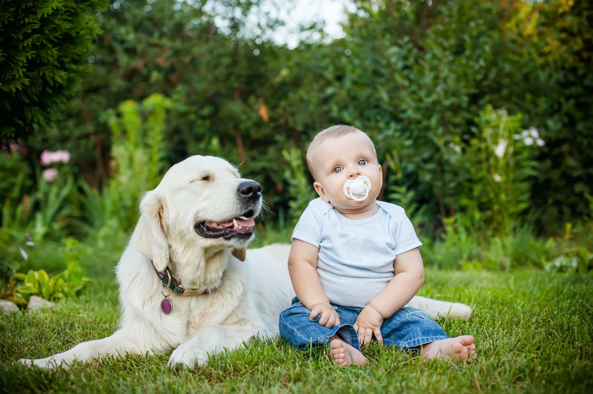 Golden Retriever Teaches Baby How to Use Toy and It's the Best - Parade Pets