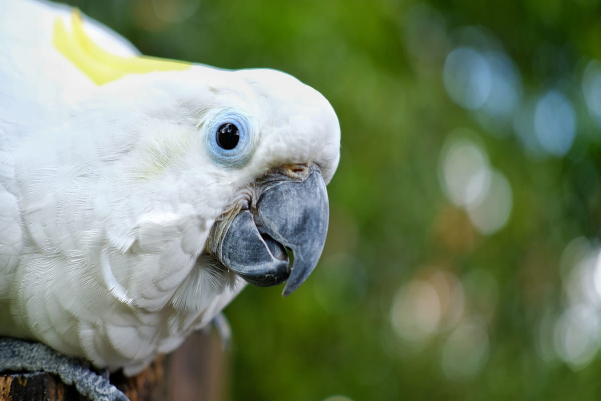 Cockatoo Sweetly Rattling off His 'Plans for the Day' Is Such a Busy ...