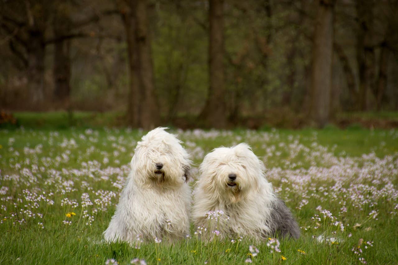 Meet 6 Friendly English Dog Breeds Full of Charm, Vets Say - Parade Pets