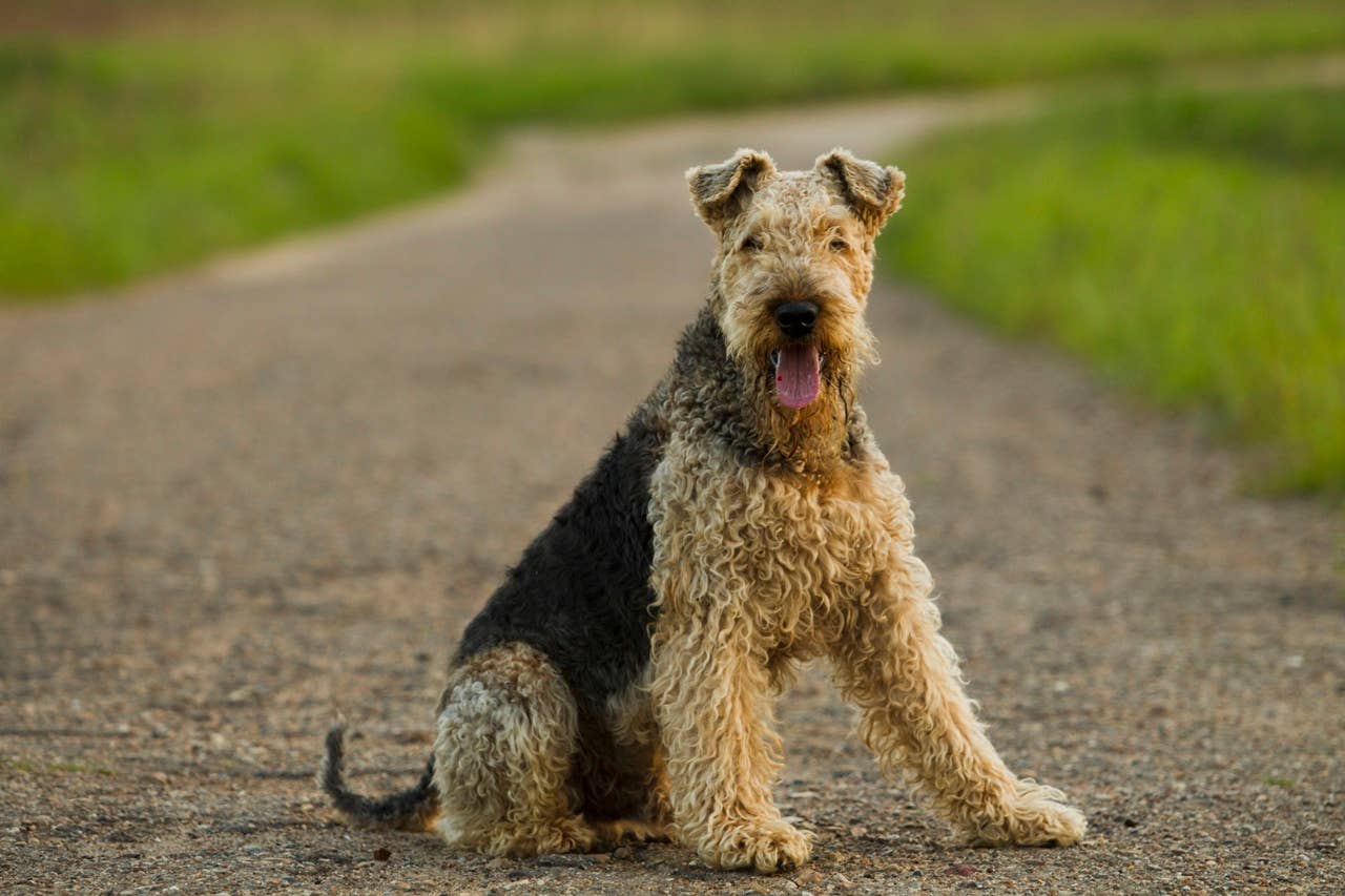 Meet 6 Friendly English Dog Breeds Full of Charm, Vets Say - Parade Pets