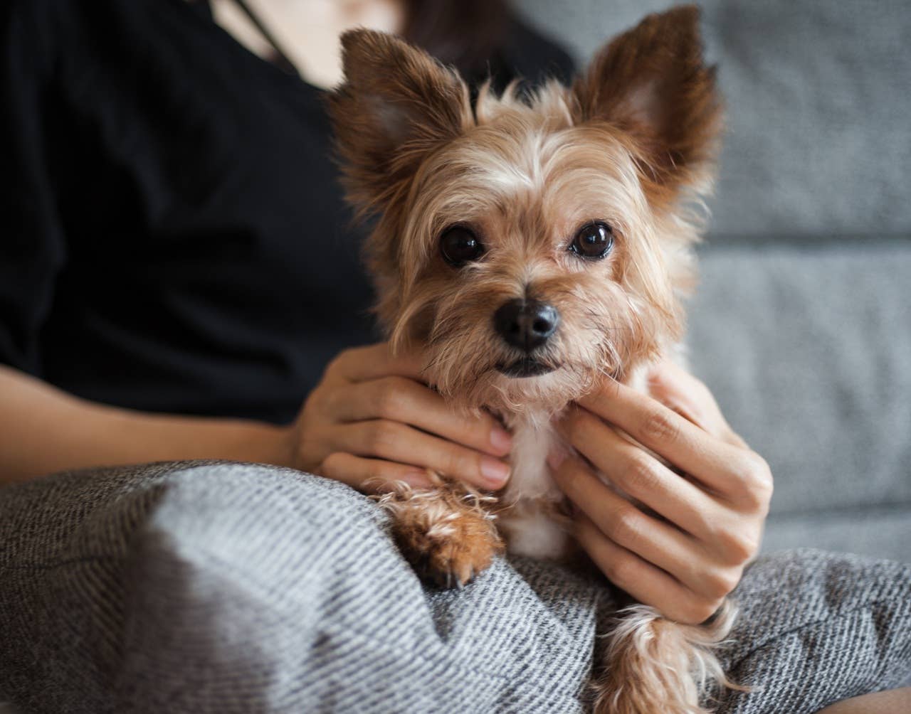 Meet 6 Friendly English Dog Breeds Full of Charm, Vets Say - Parade Pets